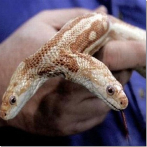 Two-Headed Snakes ~ PModels